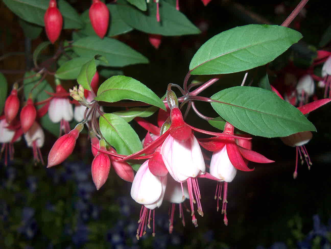 Online Plant Guide - Fuchsia 'Alice Hoffman' / Alice Hoffman Fuchsia